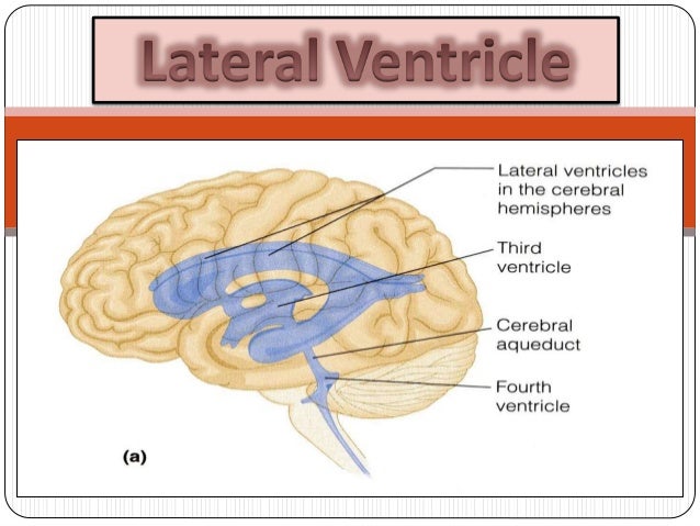 Ventricles