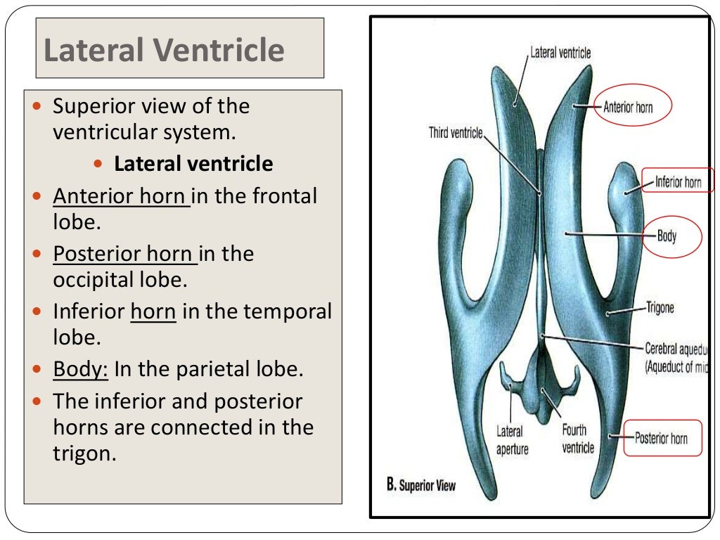 Ventricles