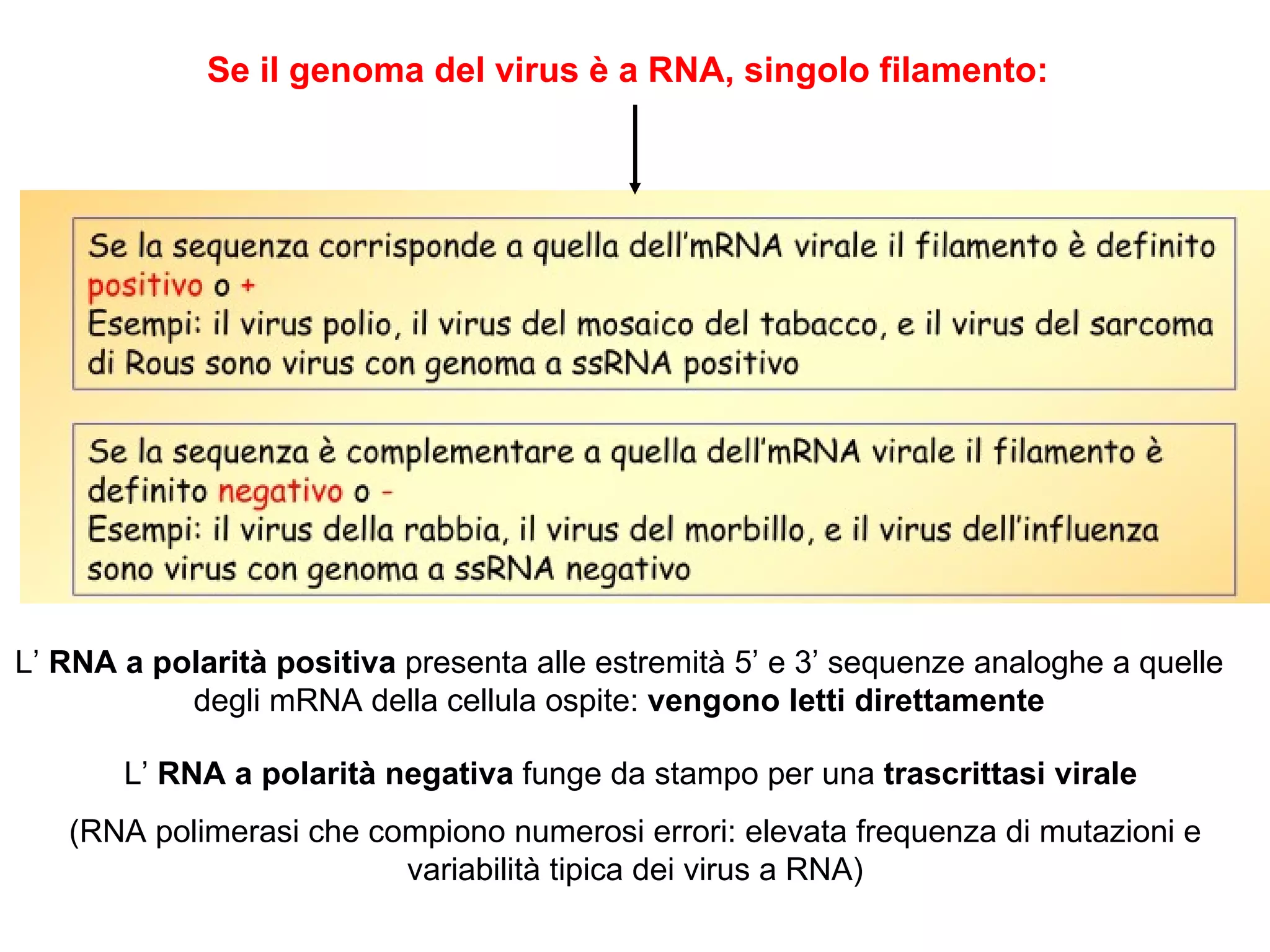14 virus intro | PPT
