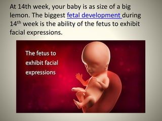 Human Fetus 14 Weeks