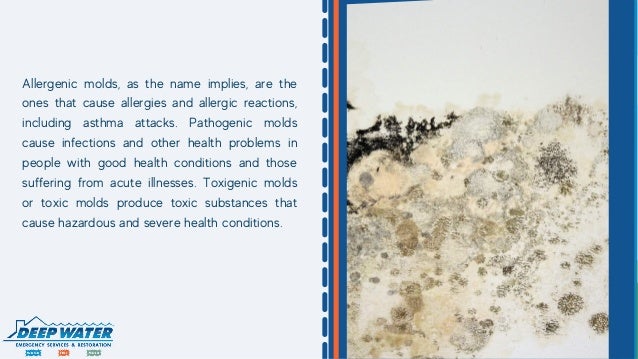 What Is Black Mold? Is It Dangerous? | PDF