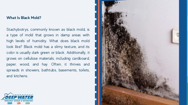 What Is Black Mold? Is It Dangerous? | PDF