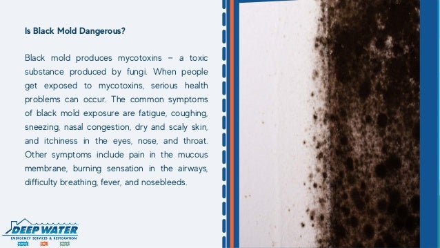 What Is Black Mold? Is It Dangerous? | PDF