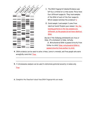 15.1 3 study guide ans | RTF | Genetics | Science