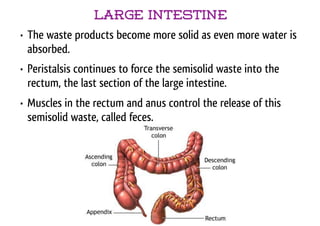 Digestive System | PDF
