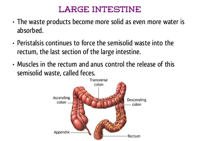 Digestive System