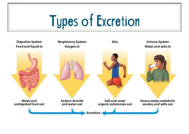 Excretory system
