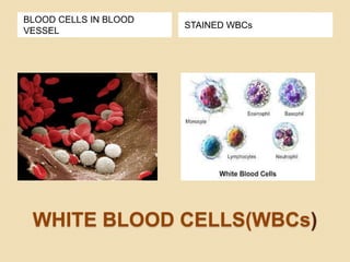 White blood cells | PPT