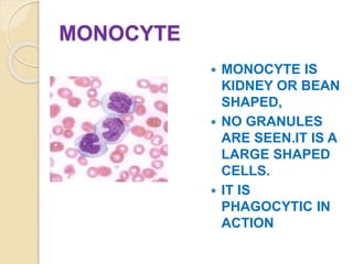 White blood cells | PPT