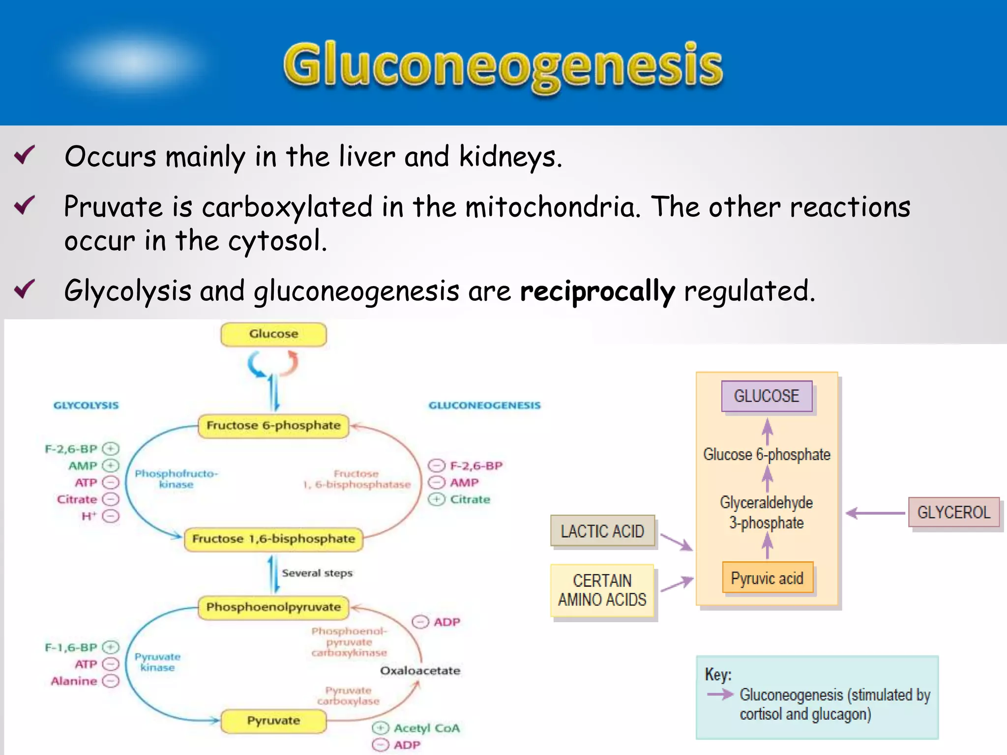 Integration of Metabolism | PPSX