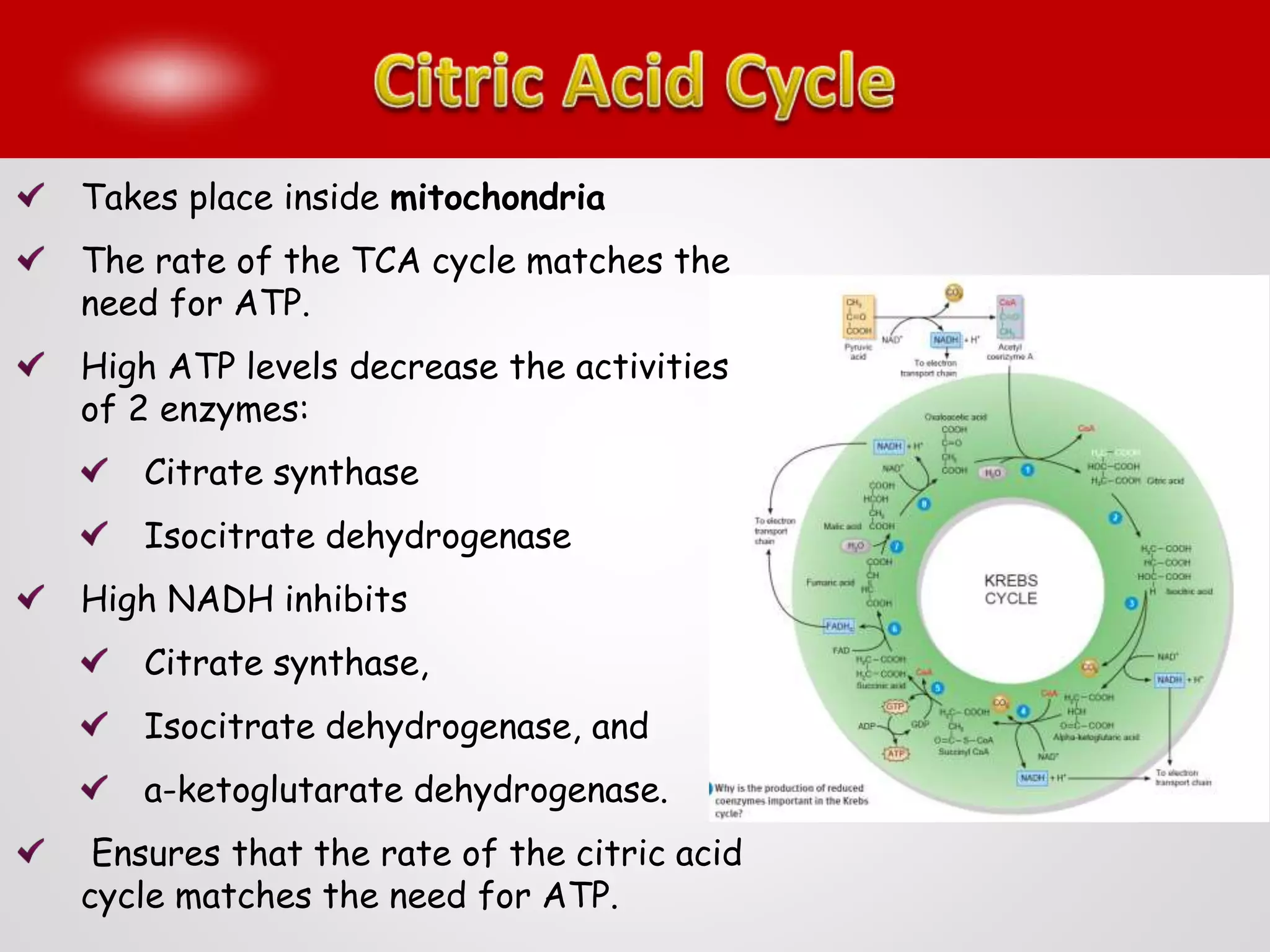 Integration of Metabolism | PPSX