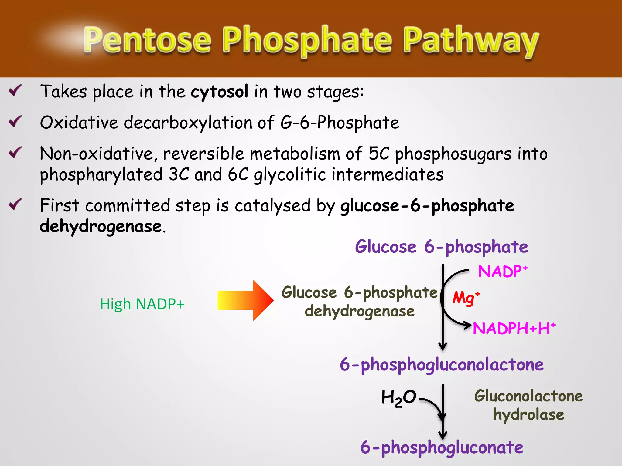 Integration of Metabolism | PPSX