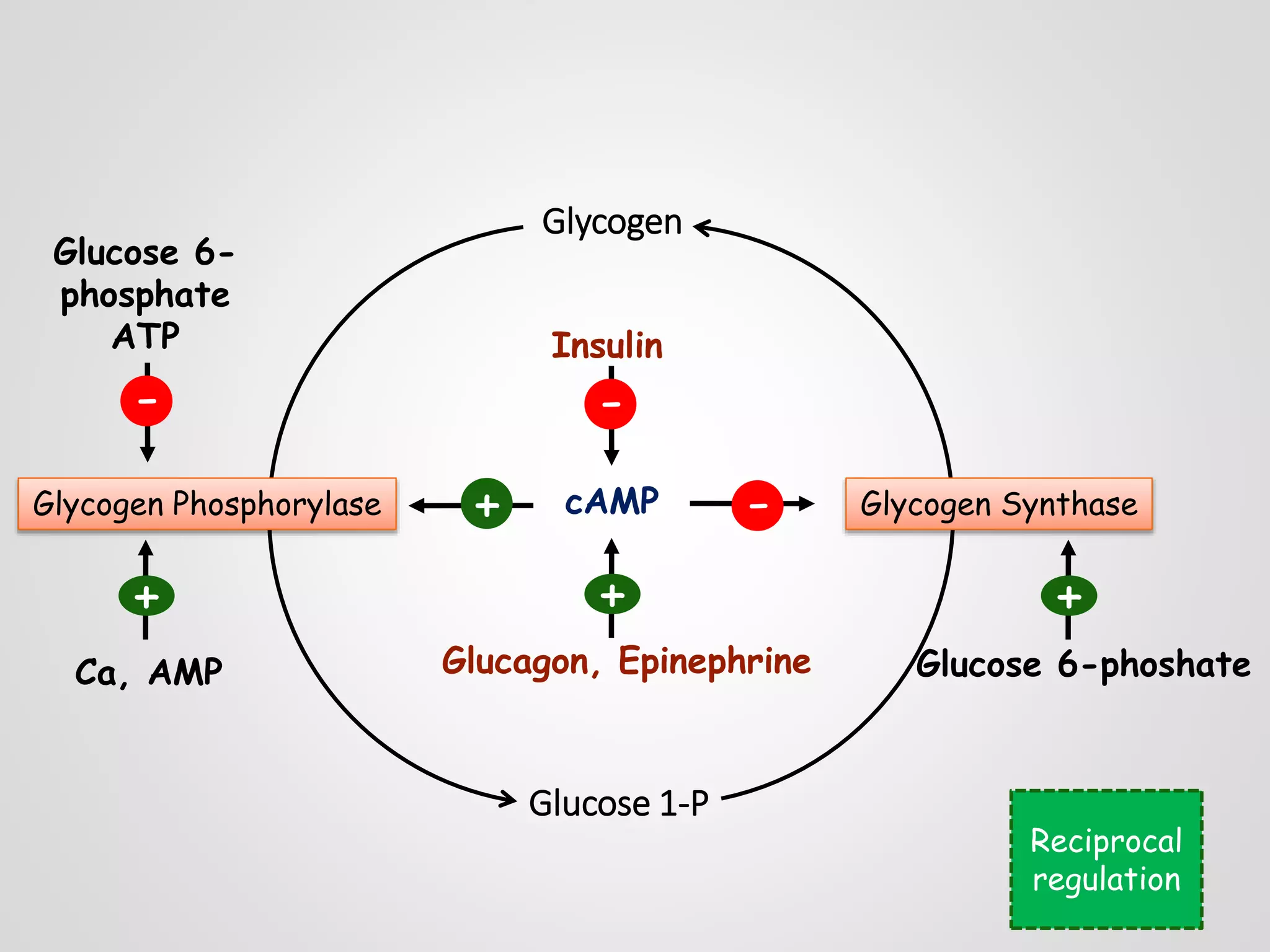 Integration of Metabolism | PPSX