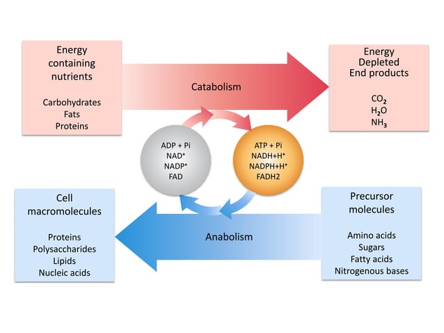 Integration of Metabolism | PPSX