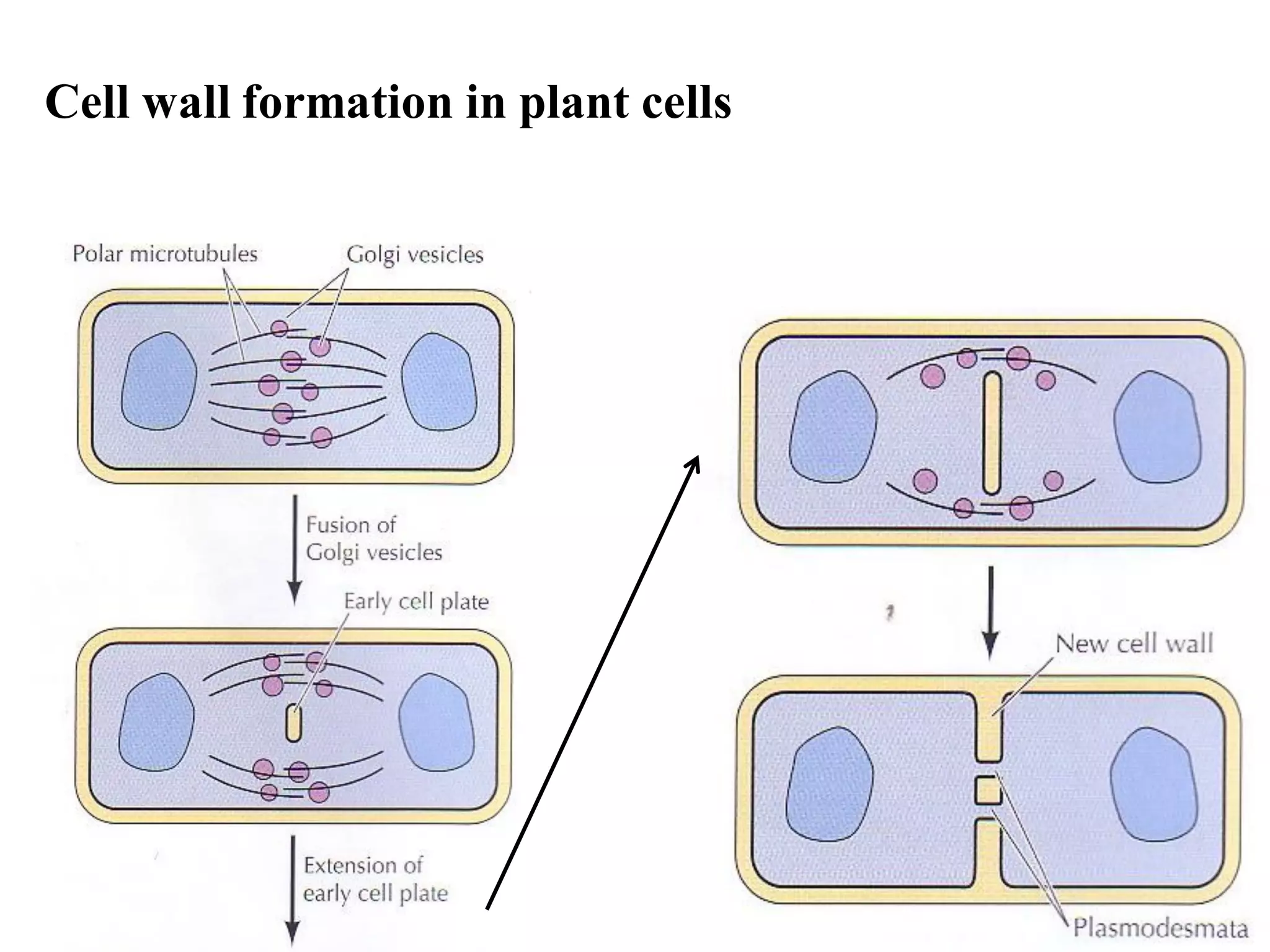 15.cell cycle - C- cell biology | PPT