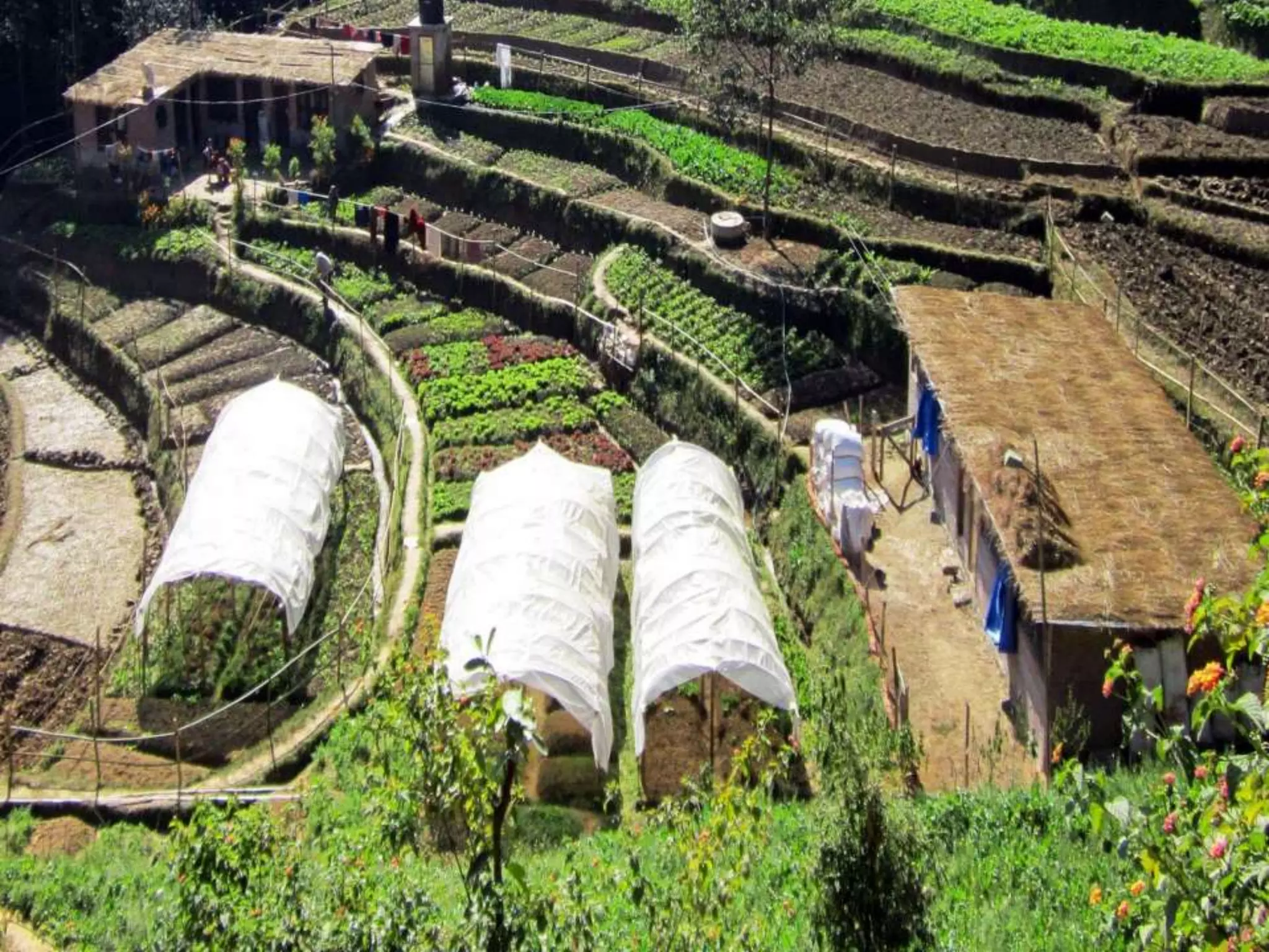 15. medicinal plants ,organic farming of medicinal plants By Allah Dad ...