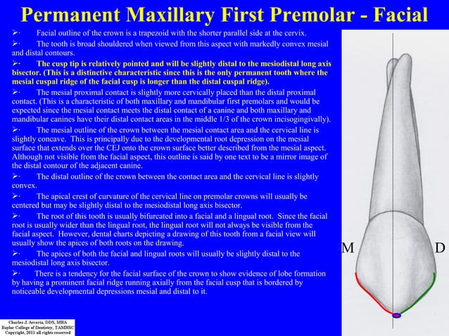 15 16-maxillary-premolars-20 | PPT