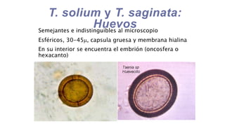 Teniasis Pptx