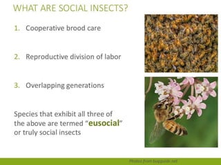 15.Honey bees the social insects A Lecture By Mr. Allah Dad Khan Former ...