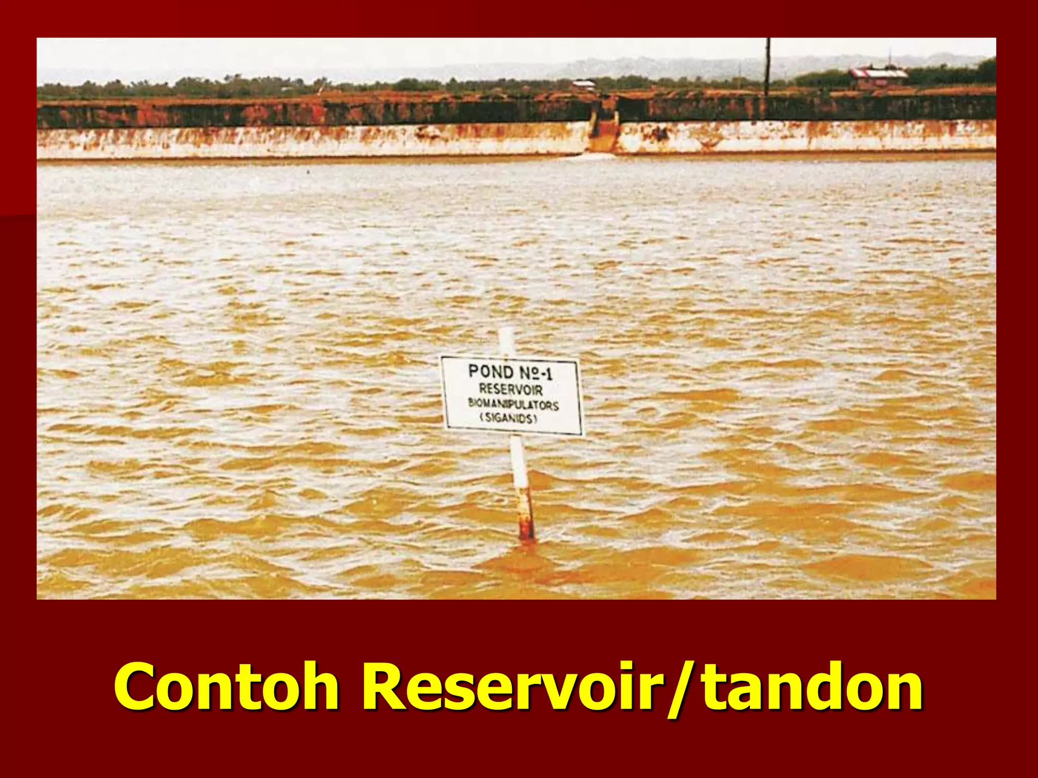 15. budidaya udang di tambak | PPTX