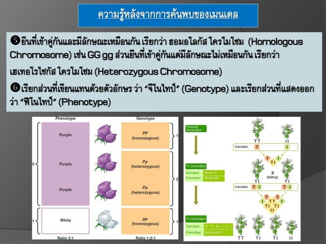 บทที่ 15 การถ่ายทอดทางพันธุกรรม Pdf