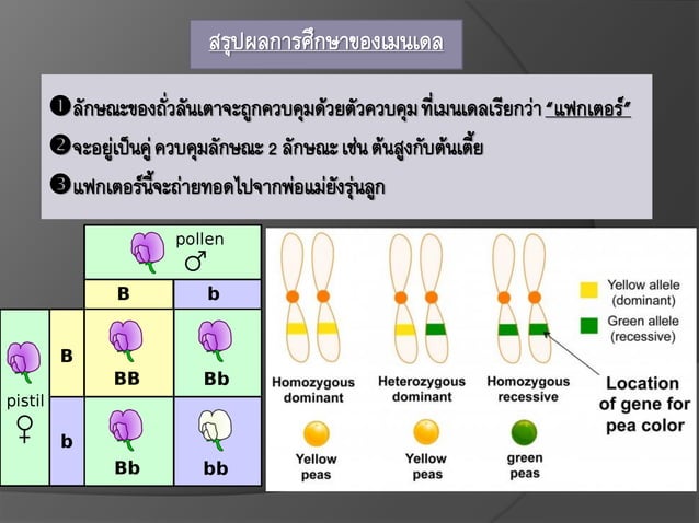 บทที่ 15 การถ่ายทอดทางพันธุกรรม Pdf