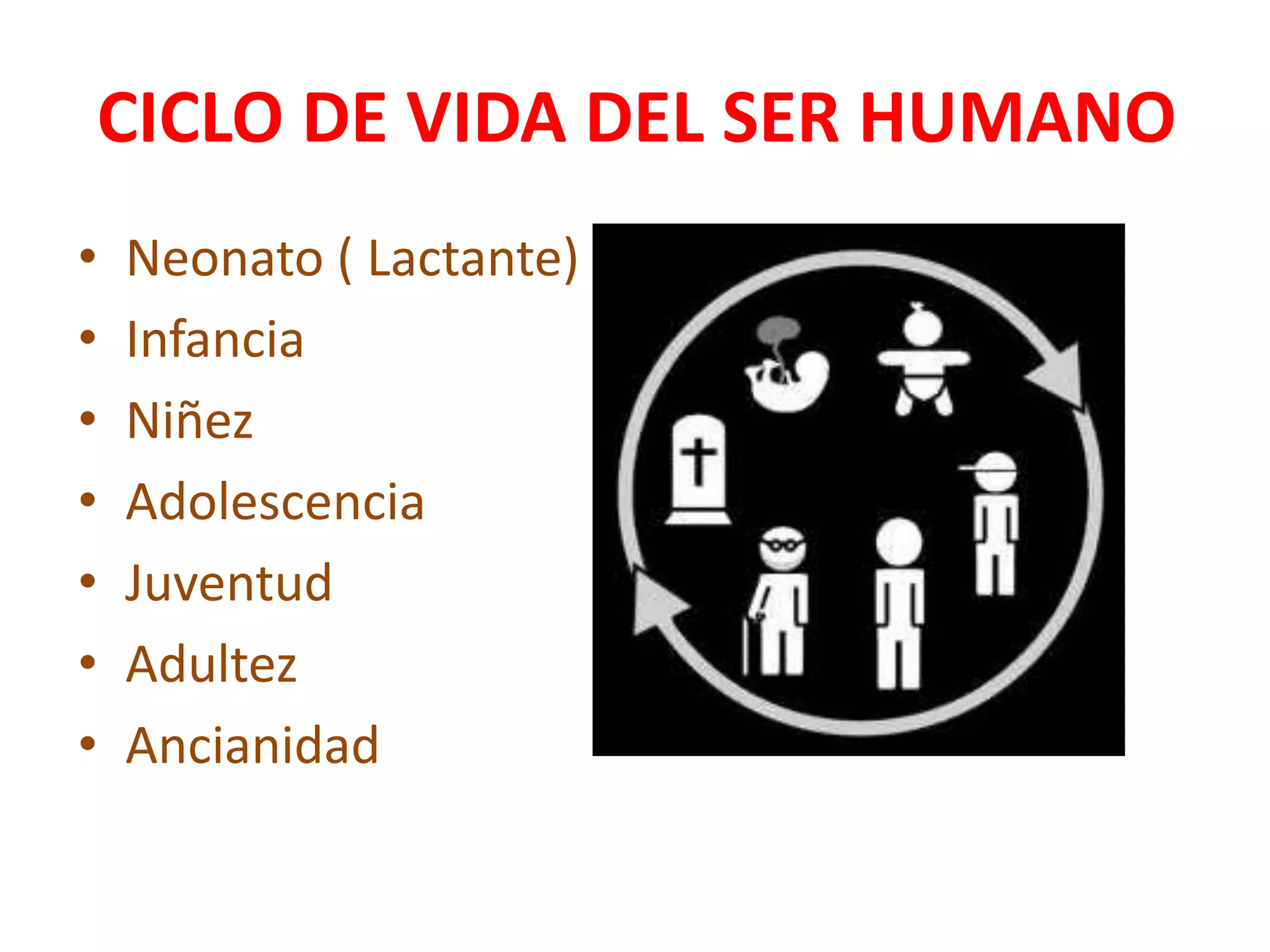 15. ciclo de vida del ser humano