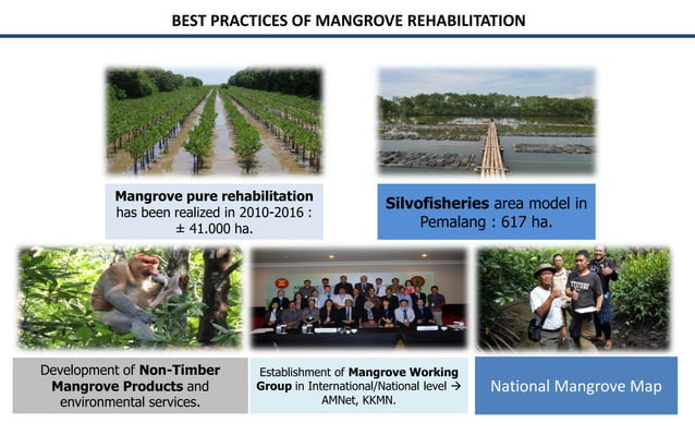 Policy and implementation of mangrove strategic management plan | PPT