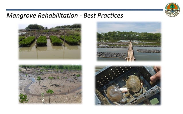 Policy and implementation of mangrove strategic management plan | PPT