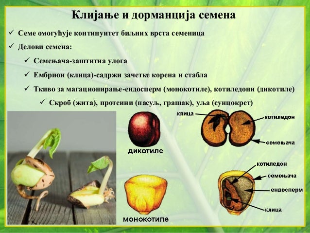 15. Deoba i diferencijacija celija, klijanje semena