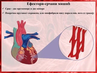 15. Efektori-glatki i srcani misic | PPTX