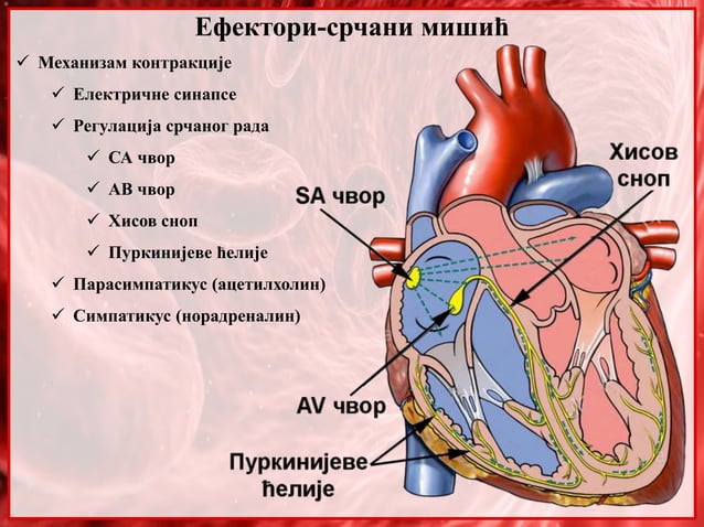 15. Efektori-glatki i srcani misic | PPTX
