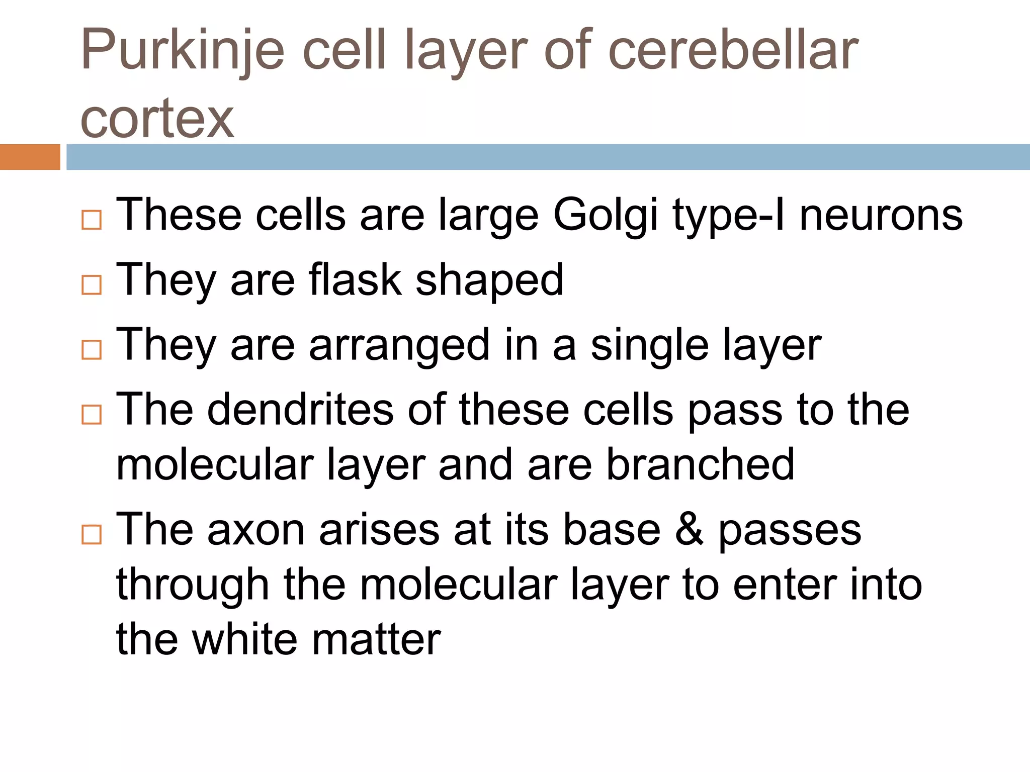 Cerebellum and its connections | PPTX