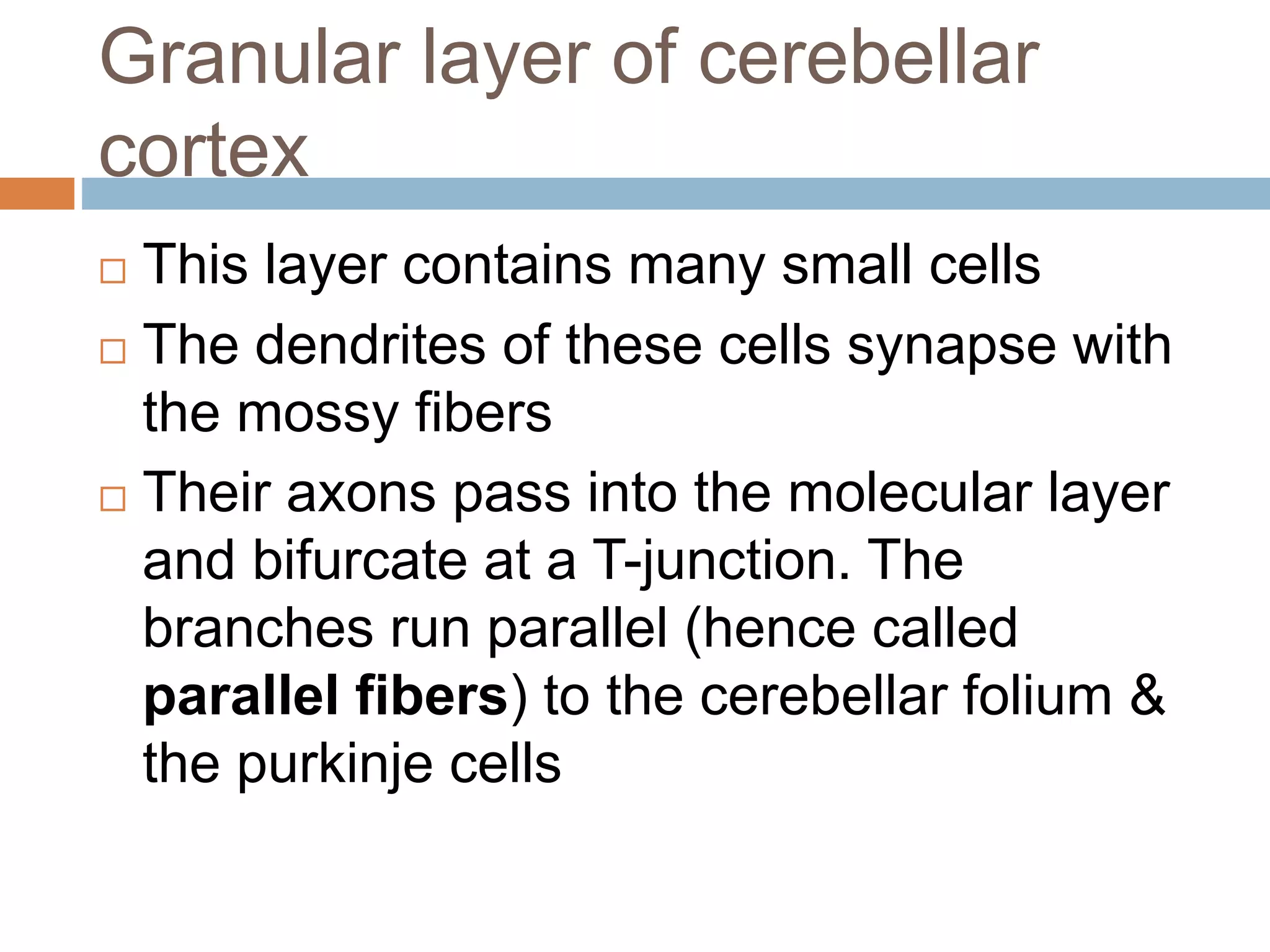 Cerebellum and its connections | PPTX
