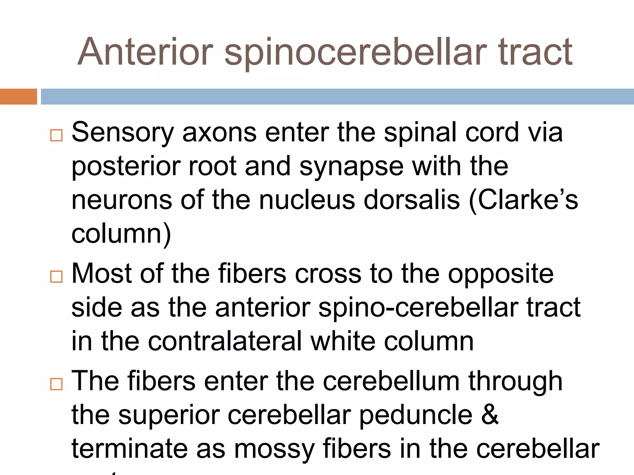 Cerebellum and its connections | PPTX