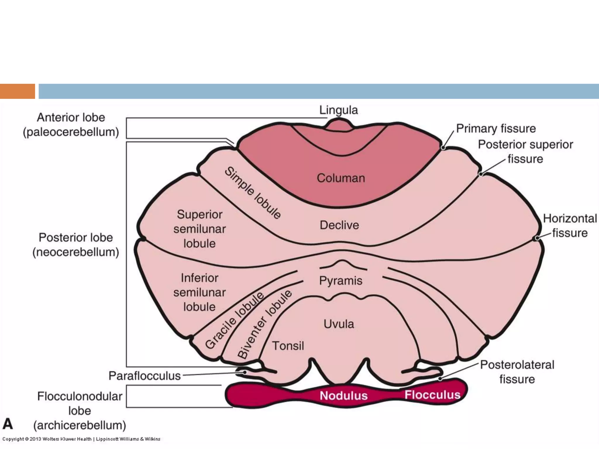 Cerebellum and its connections | PPTX