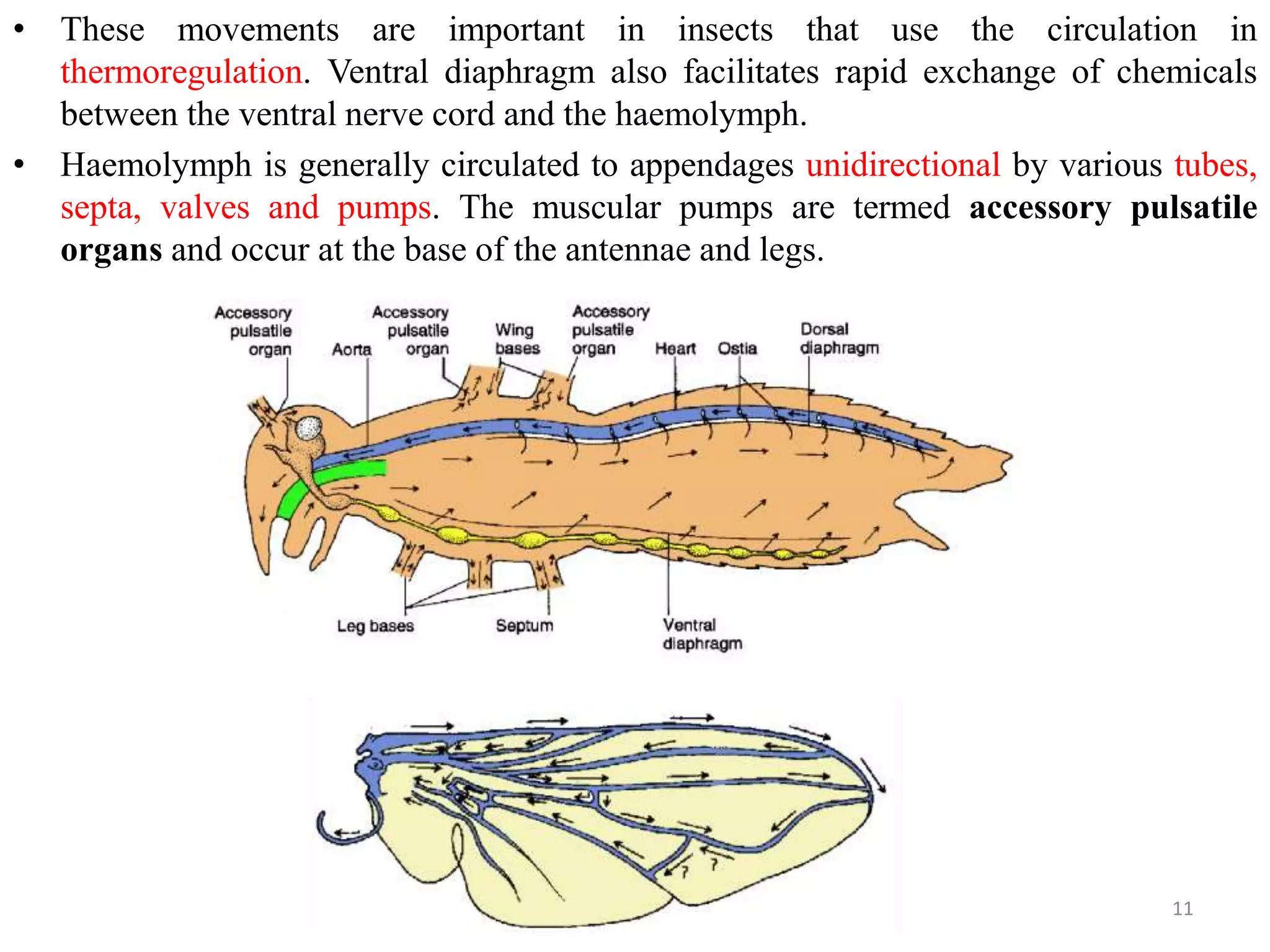 Circulatory system in insects | PPTX