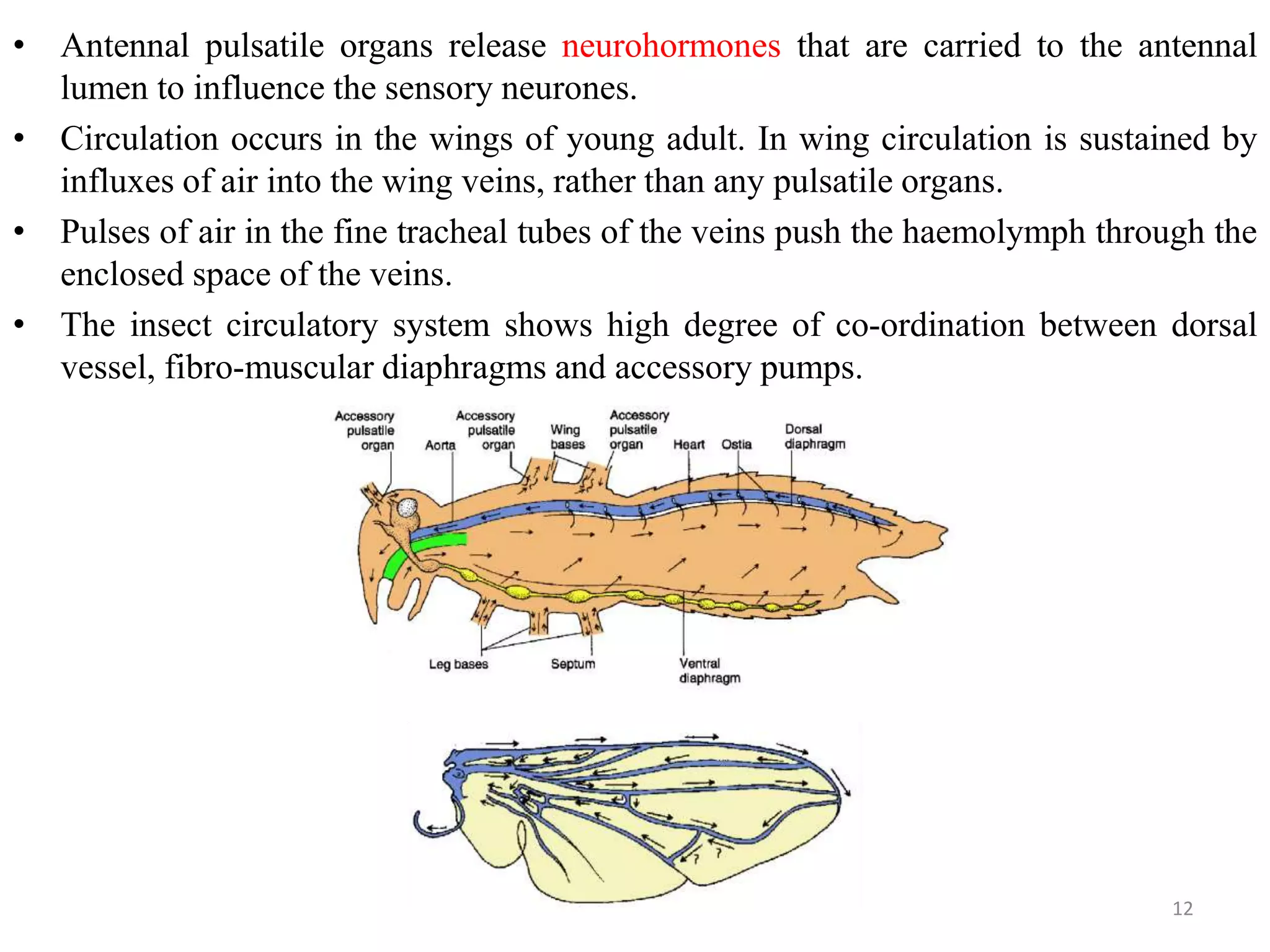 Circulatory system in insects | PPTX
