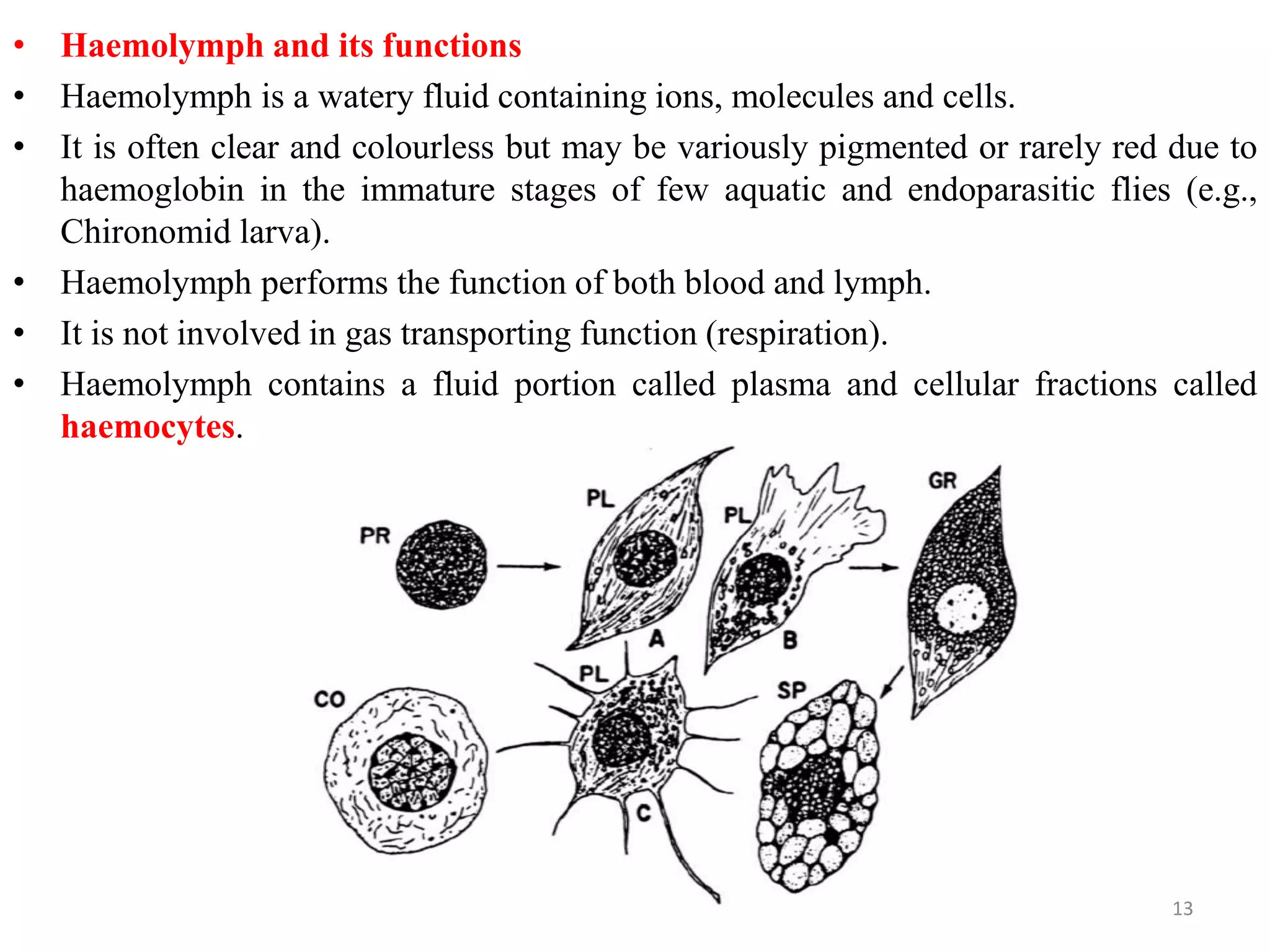 Circulatory system in insects | PPTX