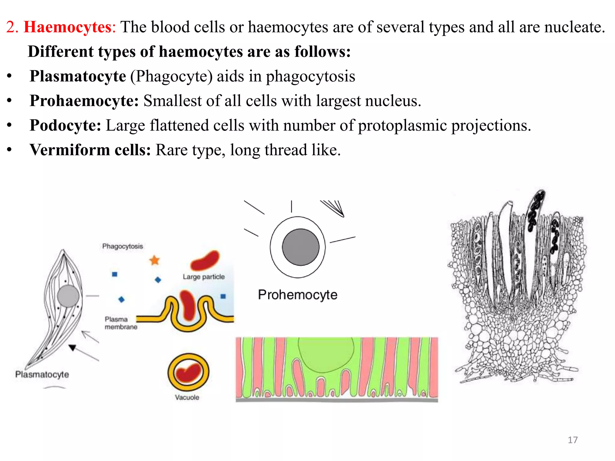 Circulatory system in insects | PPTX