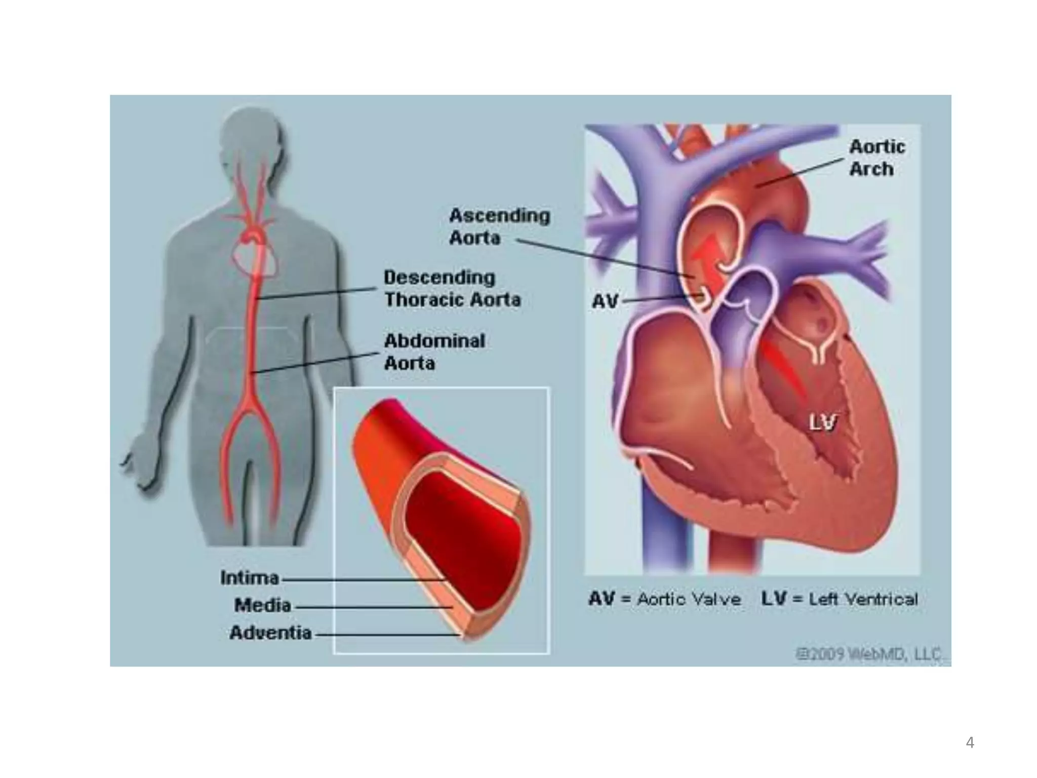 Circulatory system in insects | PPTX