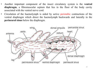 Circulatory system in insects | PPT