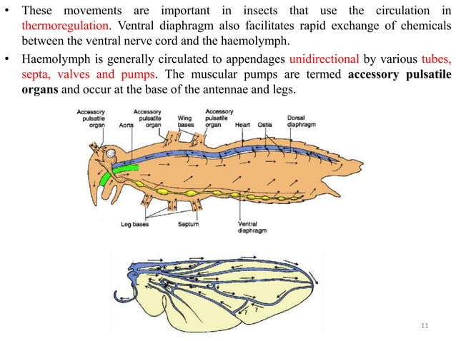Circulatory system in insects | PPT