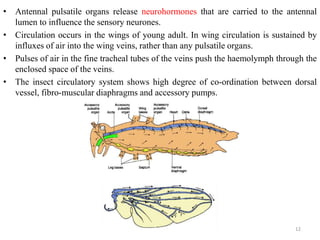 Circulatory system in insects | PPT
