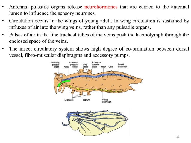 Circulatory system in insects | PPT