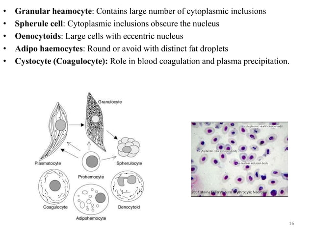 Circulatory system in insects | PPT