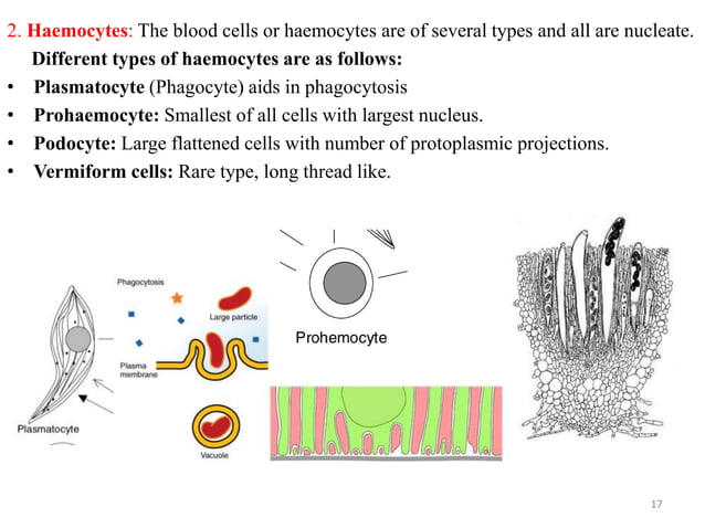 Circulatory system in insects | PPT