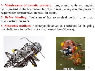 Circulatory system in insects | PPT