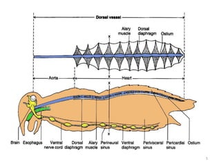 Circulatory system in insects | PPT