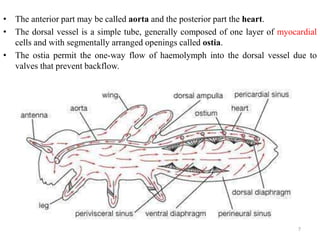 Circulatory system in insects | PPT